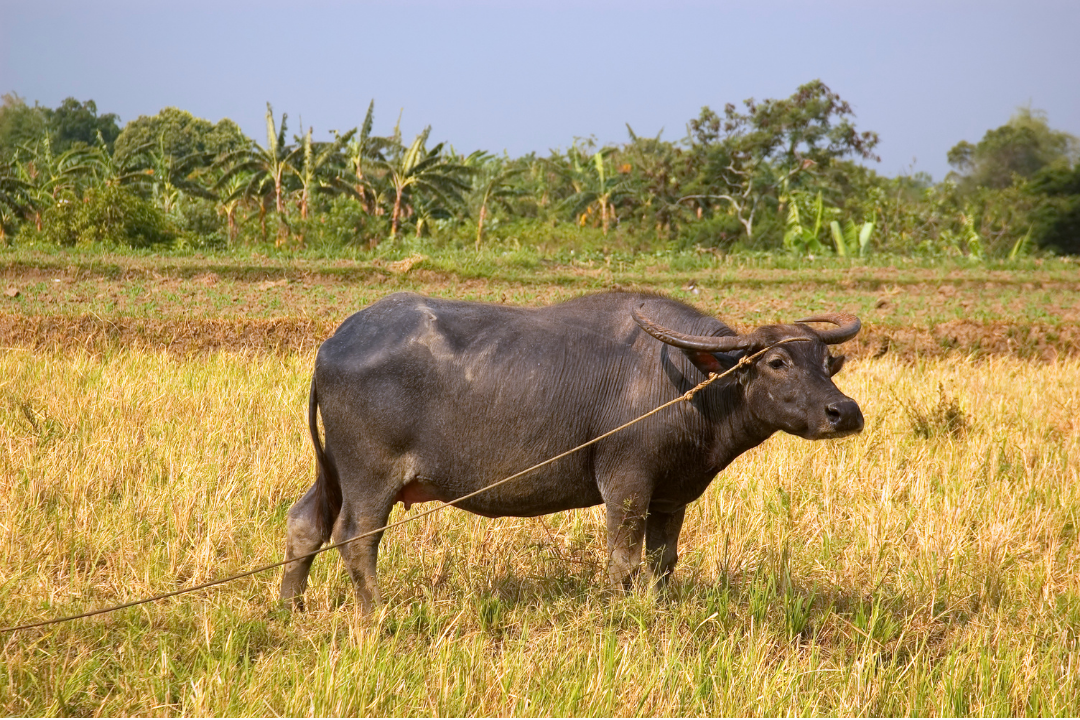 Carabao: The National Animal of the Philippines, Why? - Philippine News